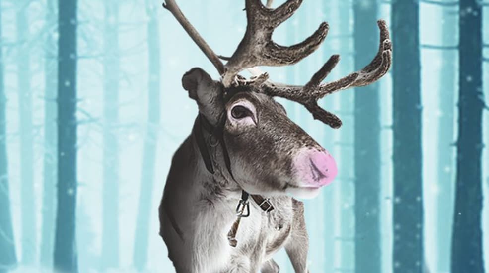 The Little Sneezing Reindeer | Santa Stories | PNP